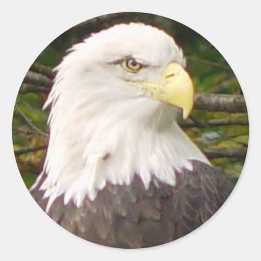 American Bald Eagle Sticker | Zazzle