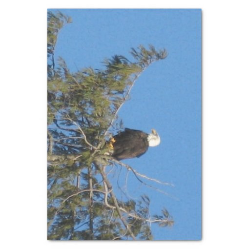American Bald Eagle Tissue Tissue Paper | Zazzle