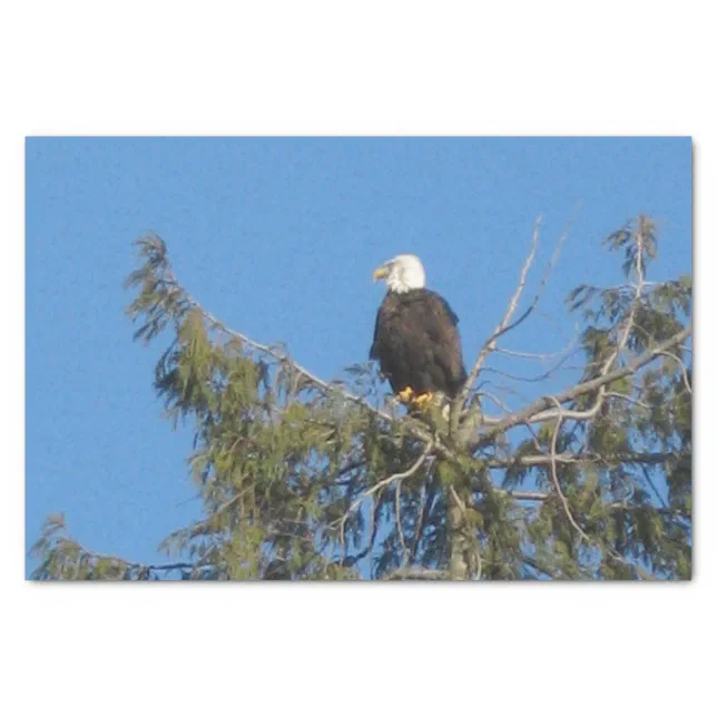 American Bald Eagle Tissue Tissue Paper | Zazzle