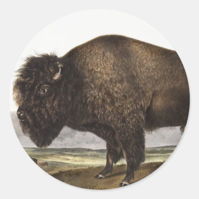American Bison (Bos Americanus) Illustration Classic Round Sticker | Zazzle