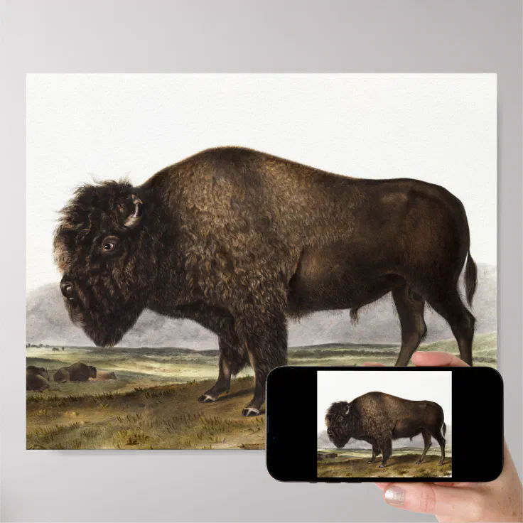American Bison (Bos Americanus) Illustration Poster | Zazzle