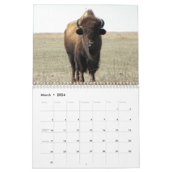 American Bison Calendar | Zazzle
