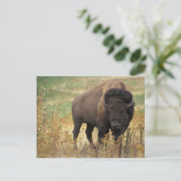 American Bison Postcard | Zazzle