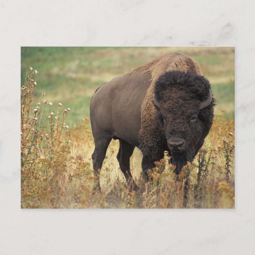 American Bison Postcard | Zazzle