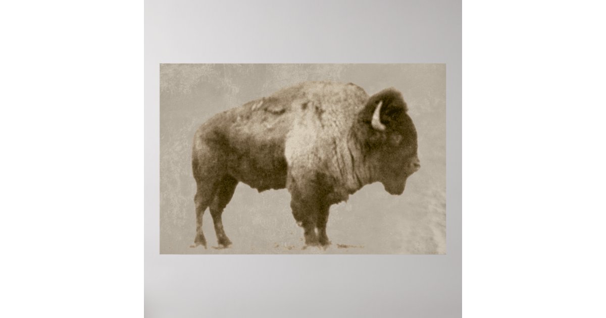 American Bison Poster | Zazzle
