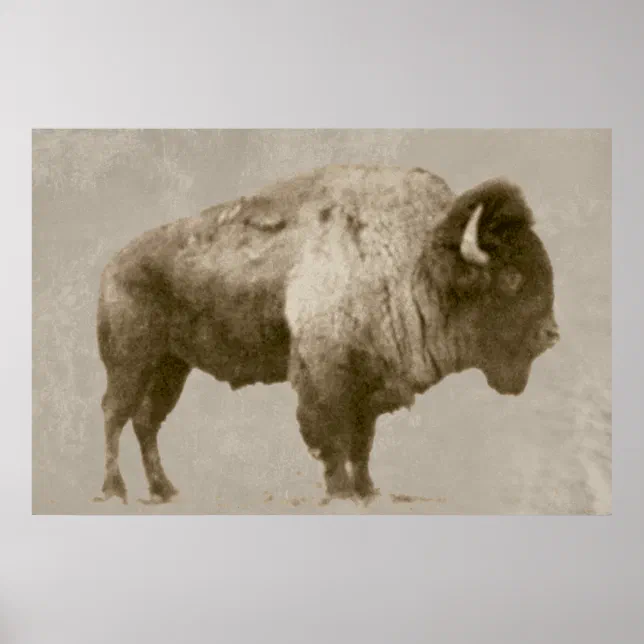 American Bison Poster | Zazzle