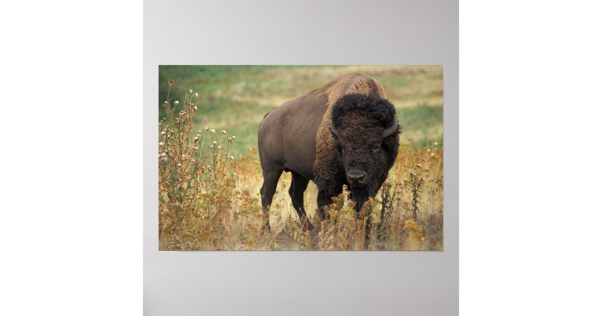 American Bison Poster | Zazzle