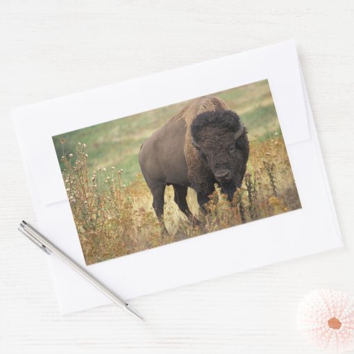 American Bison Stickers | Zazzle
