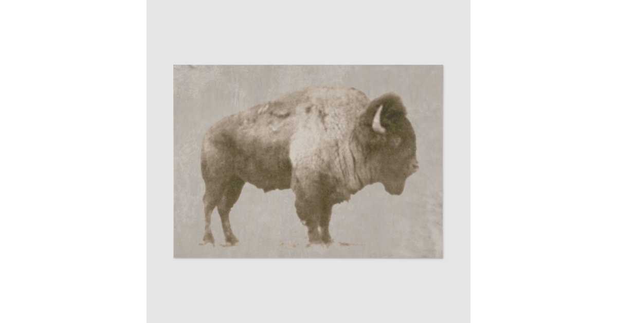 American Bison Tissue Paper | Zazzle