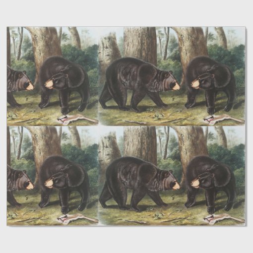 American Black Bear Ursus Americanus Illustration Wrapping Paper | Zazzle