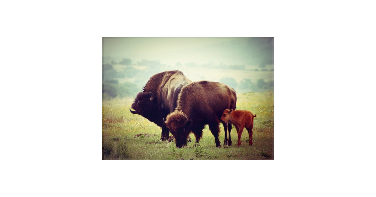 American Buffalo (Bison) Family Acrylic Print | Zazzle