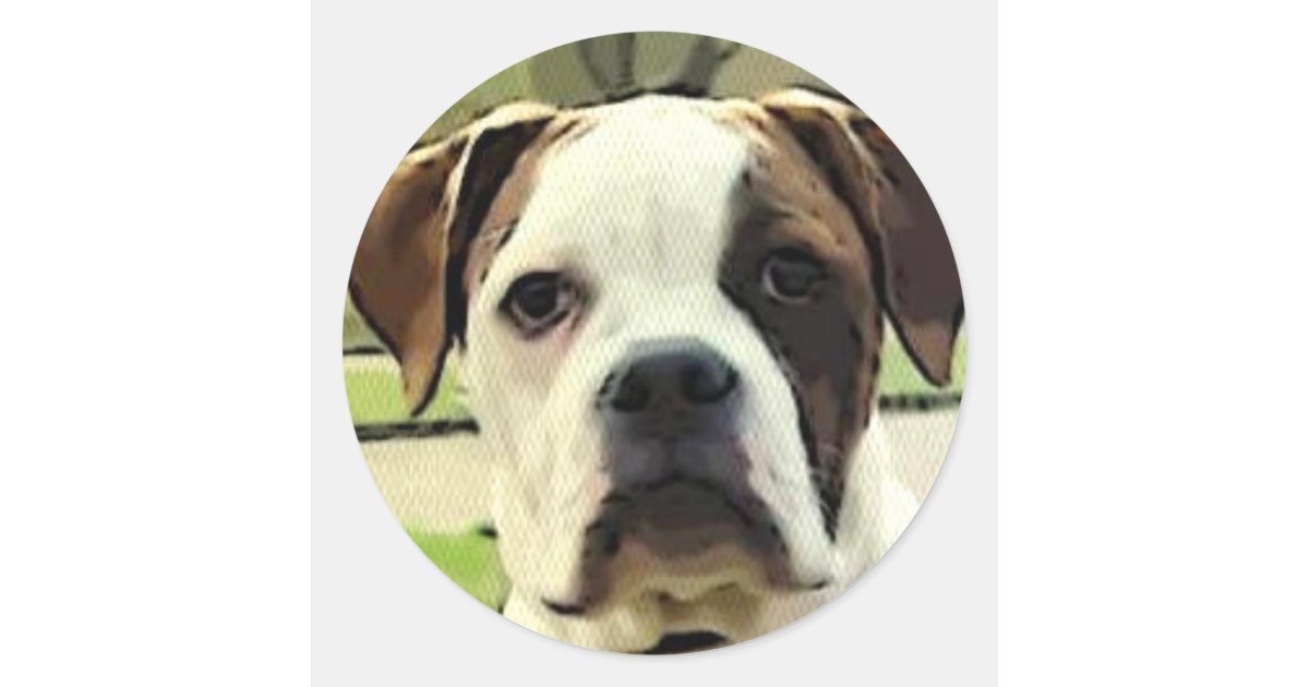 American bulldog stickers | Zazzle