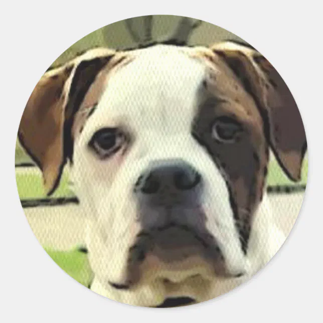 American bulldog stickers | Zazzle