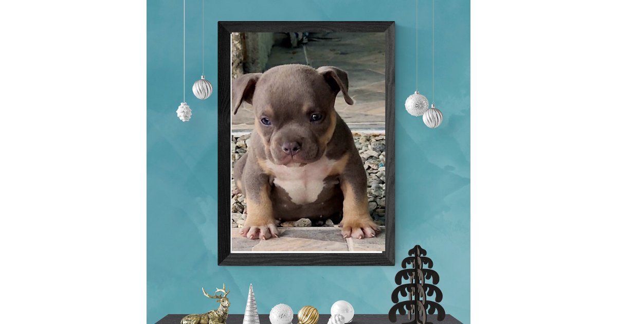 American bully bread puppy poster | Zazzle