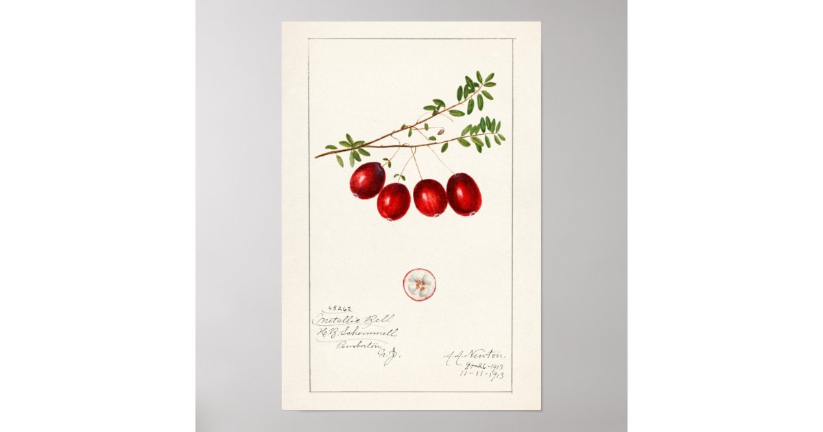 American Cranberry (Vaccinium macrocarpon) Poster | Zazzle