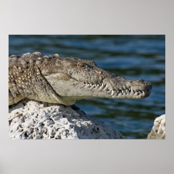 American Crocodile Poster | Zazzle