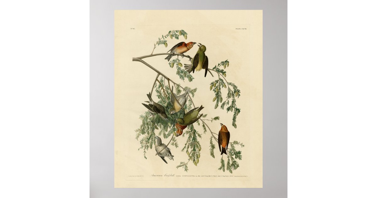 American Crossbill from Audubon's Birds of America Poster | Zazzle