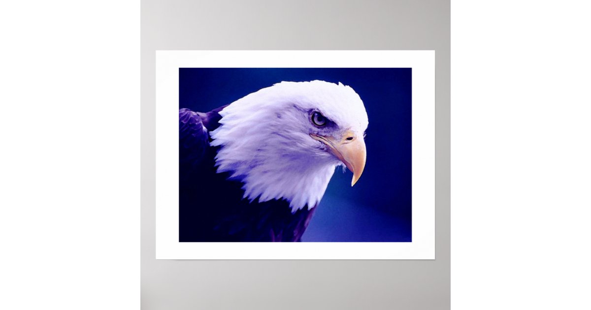 American Eagles - Bald Eagle Posters Prints | Zazzle
