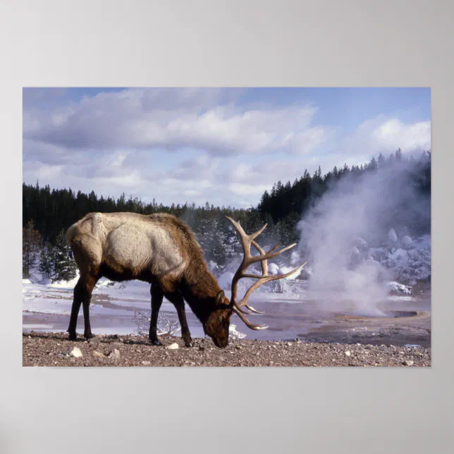 American Elk in Winter Print | Zazzle