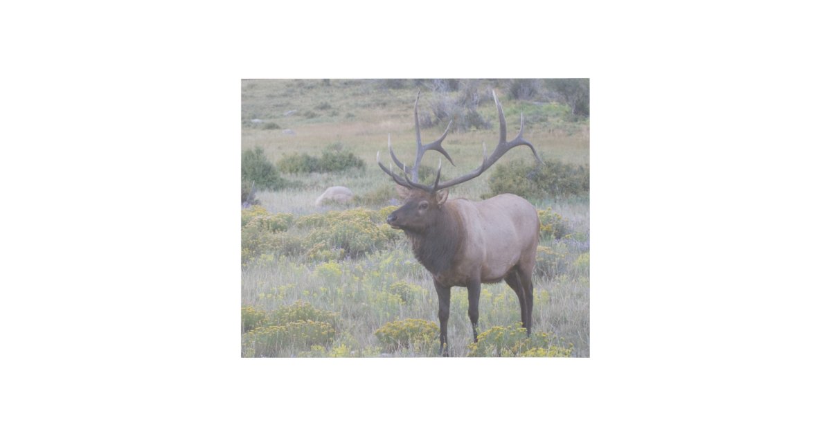 American Elk | Rocky National Park, Colorado Gallery Wrap | Zazzle