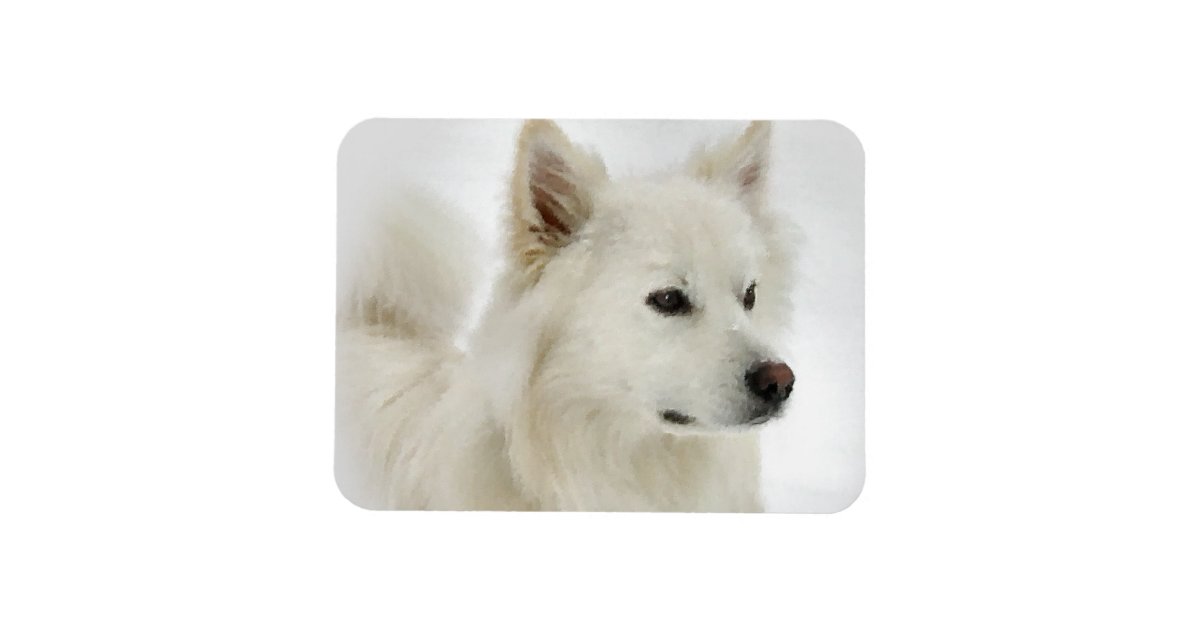 American Eskimo Dog Art Magnet | Zazzle
