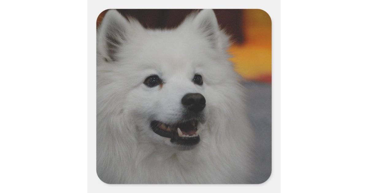 American Eskimo Dog Stickers | Zazzle