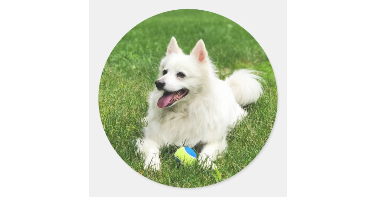 American Eskimo - Envelope Stickers | Zazzle