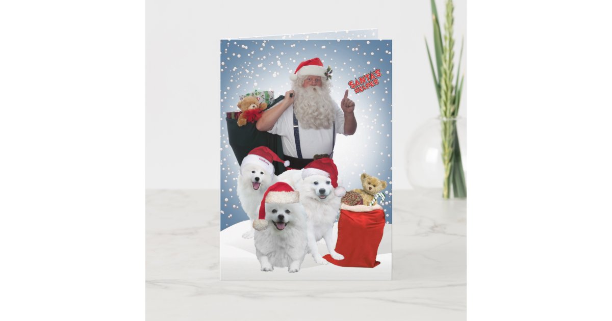 American Eskimo's Santa's Helpers cards | Zazzle
