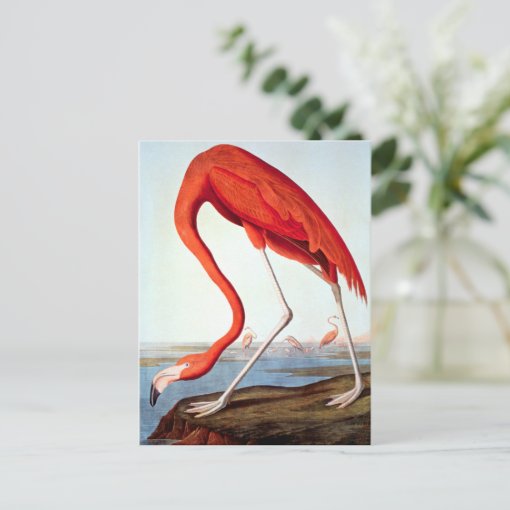 American Flamingo Postcard | Zazzle