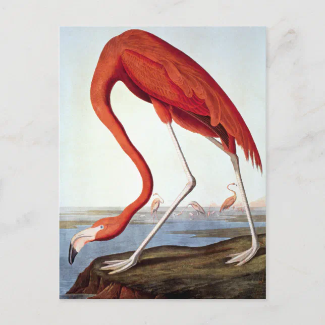 American Flamingo Postcard | Zazzle