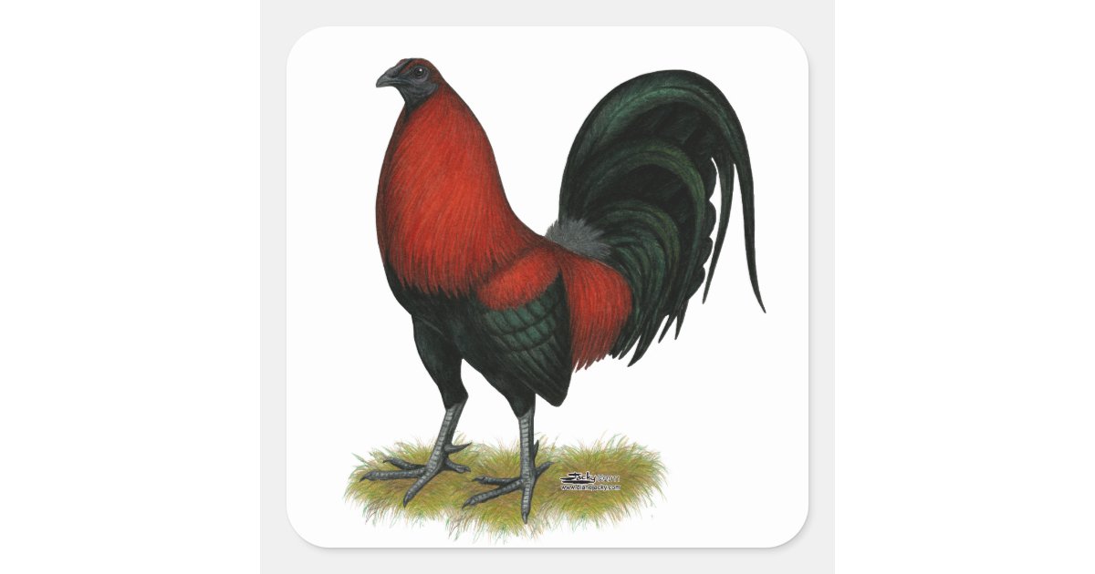 American Game BB Black Red Rooster Square Sticker | Zazzle