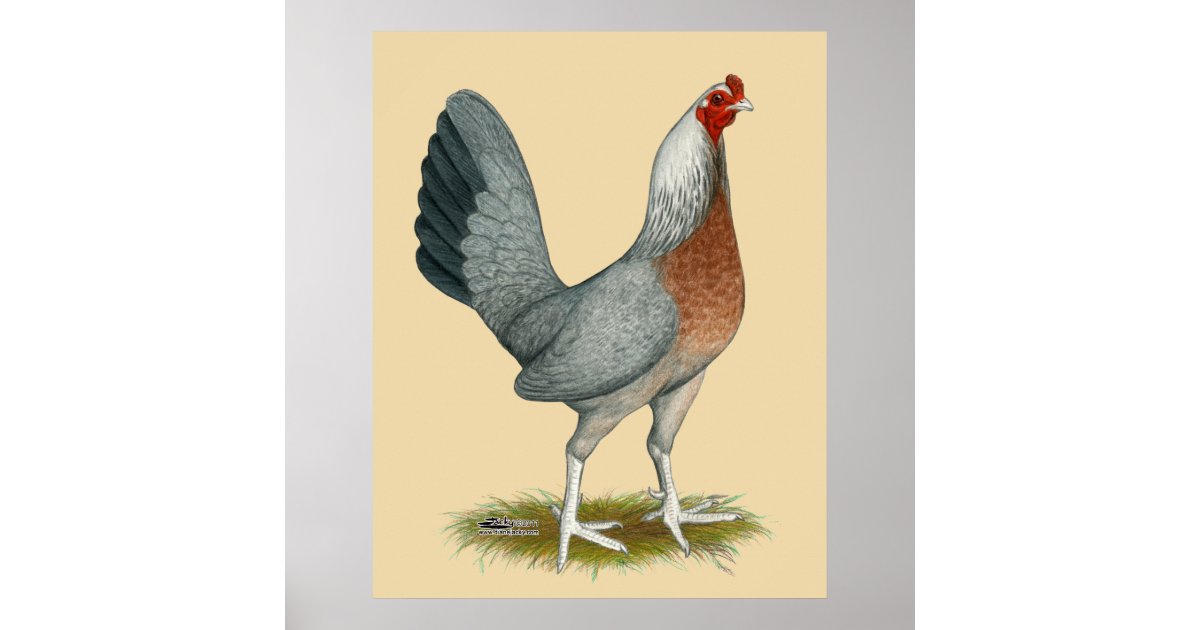 American Game Hen Silver Blue Poster | Zazzle