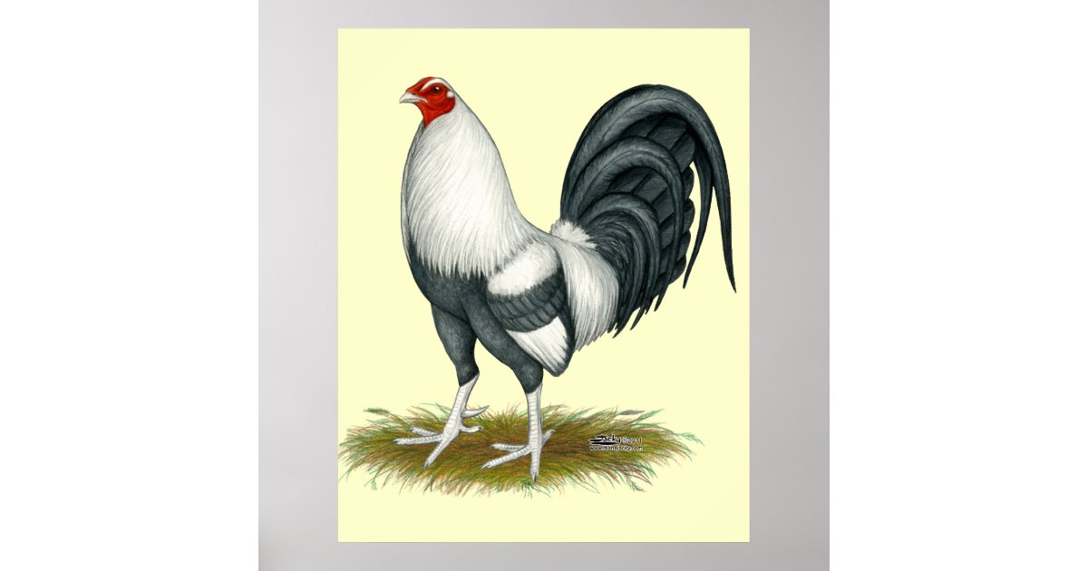American Game Silver Blue Gamecock Poster | Zazzle
