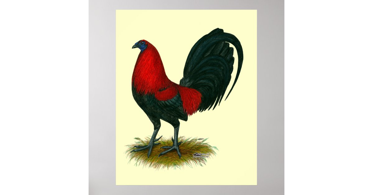 American Gamecock: Brown Red Poster | Zazzle
