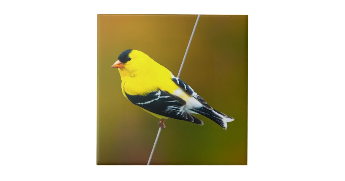 American Goldfinch - Original Photograph Ceramic Tile | Zazzle