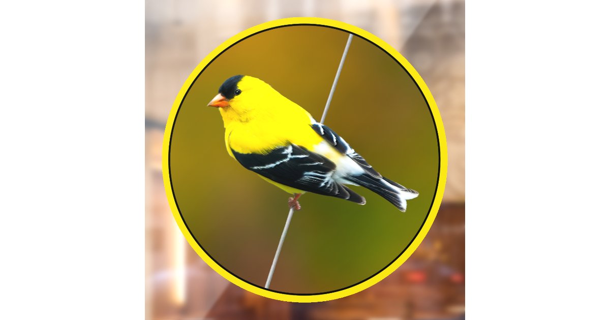American Goldfinch - Original Photograph Window Cling | Zazzle