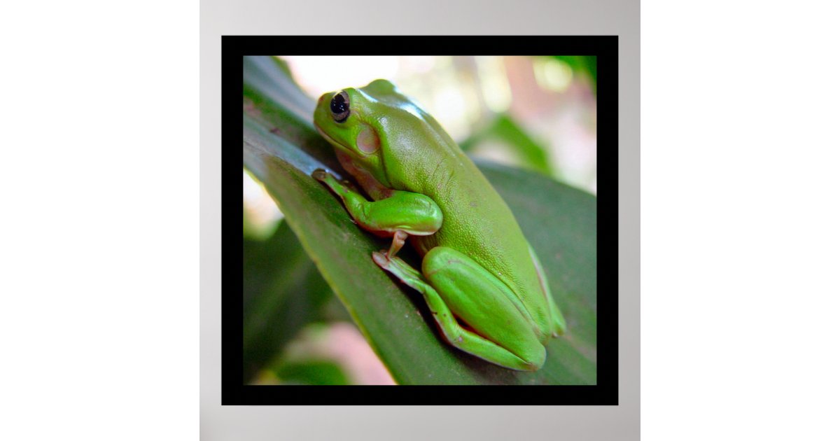 American Green Tree Frog Poster | Zazzle
