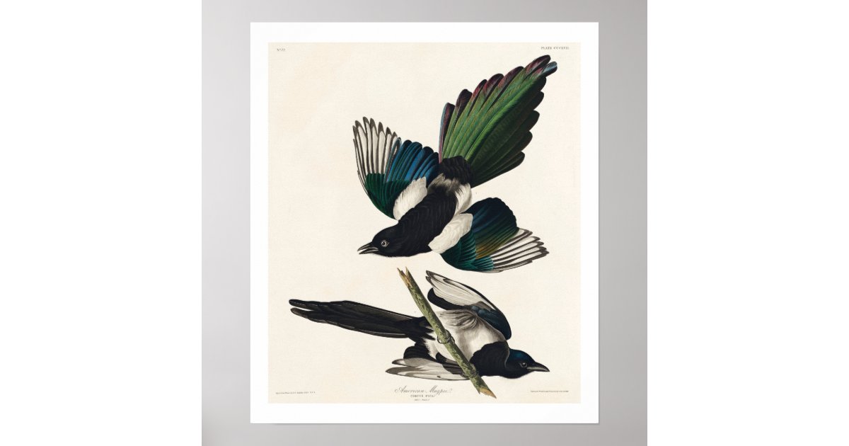 American Magpie by Audubon Poster | Zazzle