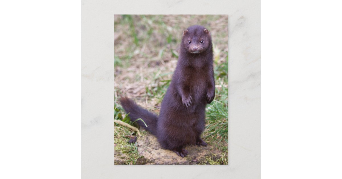 American Mink Postcard | Zazzle