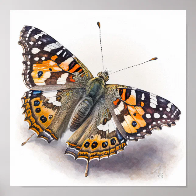 American Painted Lady Art Print Poster | Zazzle