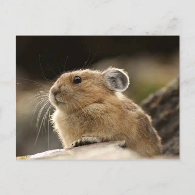 American Pika Postcard | Zazzle