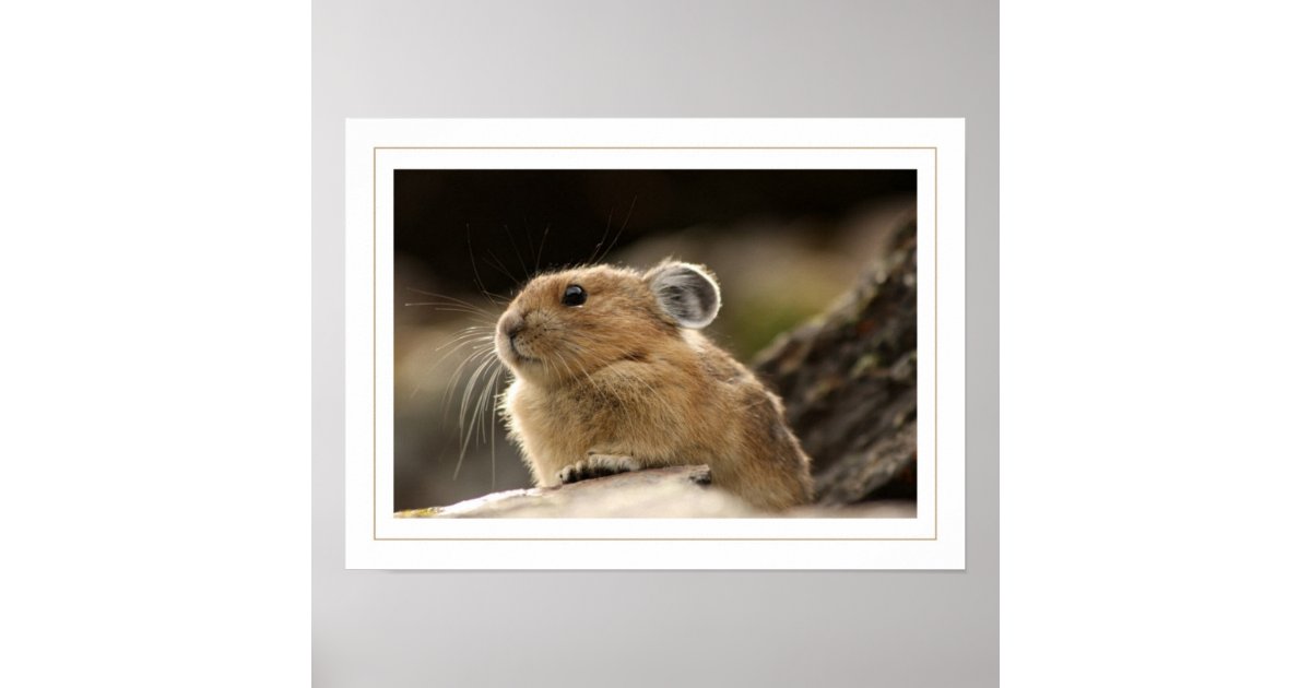 American Pika Poster | Zazzle