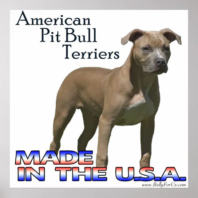 American Pit Bull Terrier (APBT) Poster | Zazzle