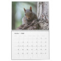 American Red Squirrels and Eastern Gray Squirrels Calendar | Zazzle