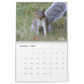 American Red Squirrels and Eastern Gray Squirrels Calendar | Zazzle
