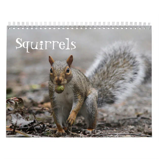 American Red Squirrels and Eastern Gray Squirrels Calendar | Zazzle