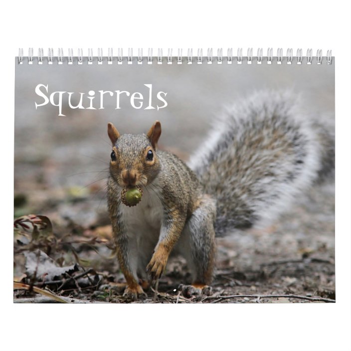 American Red Squirrels and Eastern Gray Squirrels Calendar | Zazzle.com