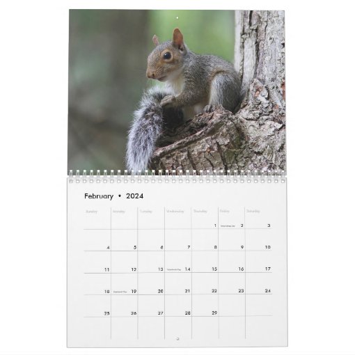American Red Squirrels and Eastern Gray Squirrels Calendar | Zazzle
