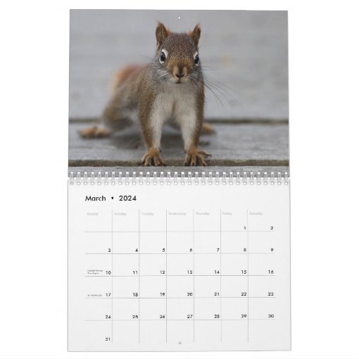 American Red Squirrels and Eastern Gray Squirrels Calendar | Zazzle