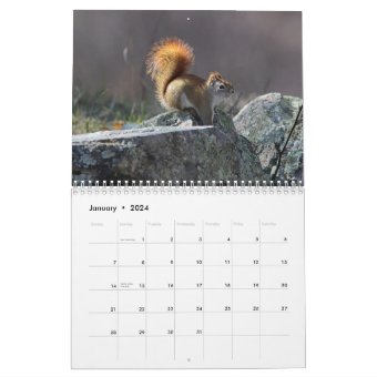 American Red Squirrels and Eastern Gray Squirrels Calendar | Zazzle
